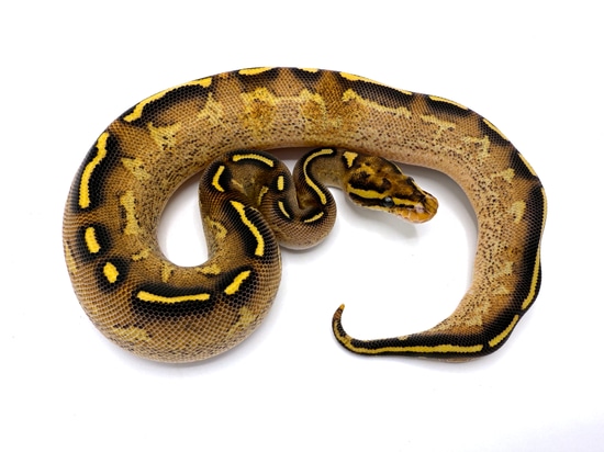 Freeway Ball Python by Royal Constrictor Designs