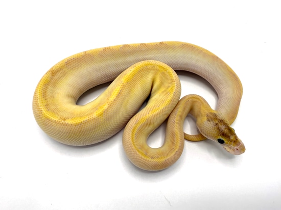 Super Enchi Ivory Ball Python by Royal Constrictor Designs