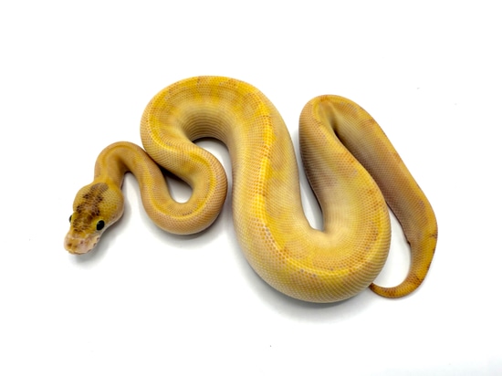 Super Enchi Ivory Ball Python by Royal Constrictor Designs