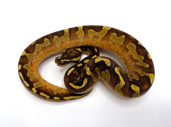 Enchi Super Asphalt Ball Python by Royal Constrictor Designs