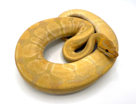 Enchi Lavender Breeder Ball Python by Royal Constrictor Designs