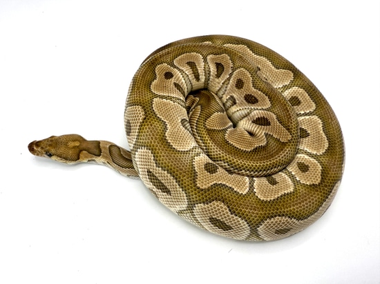 Mystic Clown Breeder Ball Python by Royal Constrictor Designs