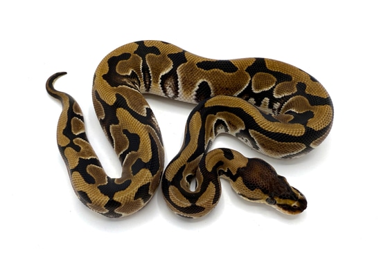 Cryptic Or Crypton 100% Het Desert Ghost Ball Python by Royal ...