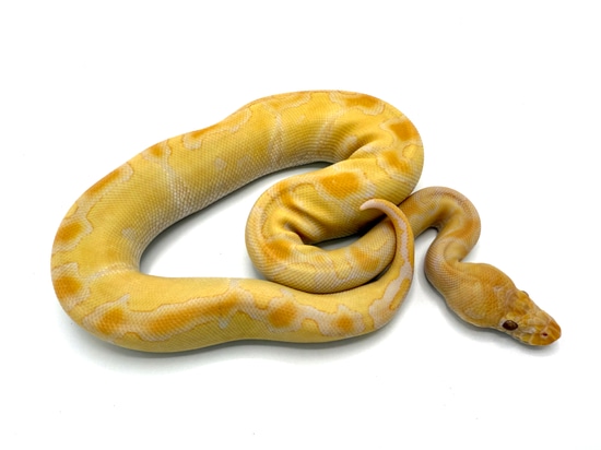 Albino Clown Ball Python by Royal Constrictor Designs