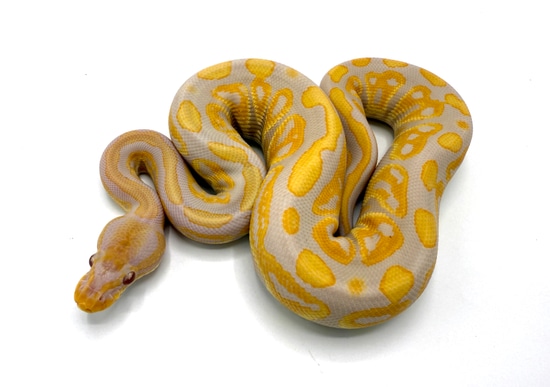 Black Pastel Toffino Ball Python by Royal Constrictor Designs