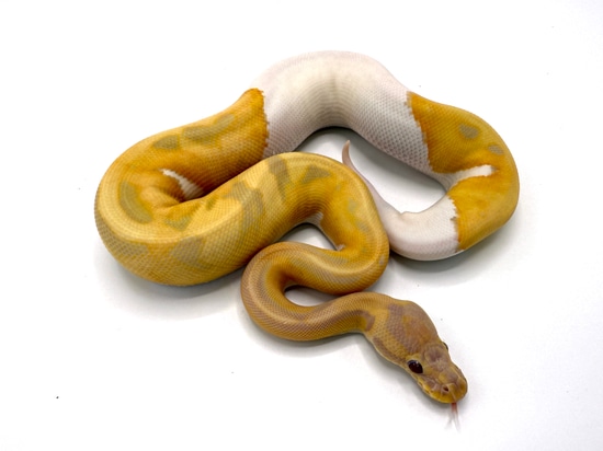 Toffino Pied Ball Python by Royal Constrictor Designs