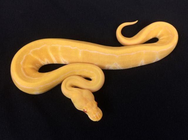 Albino Pinstripe Ball Python by Royal Constrictor Designs - MorphMarket