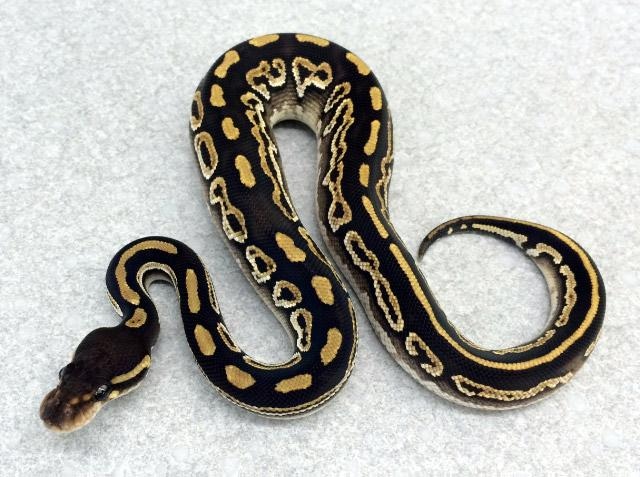 Black Pastel Mojave Ball Python by Royal Constrictor Designs - MorphMarket