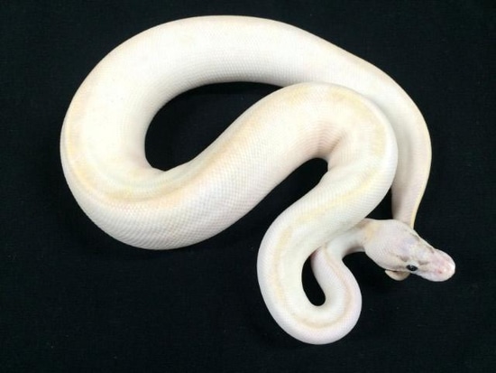 Pastel Ivory Ball Python by Royal Constrictor Designs