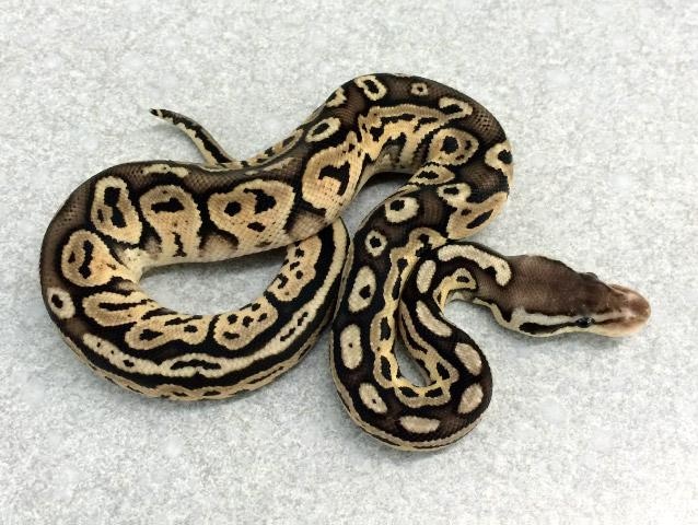 Pewter Ball Python by Royal Constrictor Designs - MorphMarket