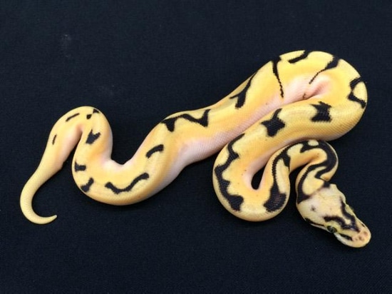 Super Orange Dream Bumblebee Ball Python by Royal Constrictor Designs