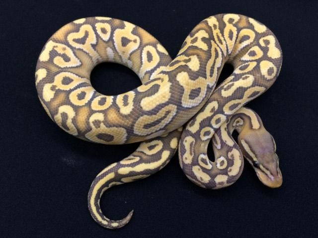 Super Pastel Mojave Hypo Ball Python by Royal Constrictor Designs ...