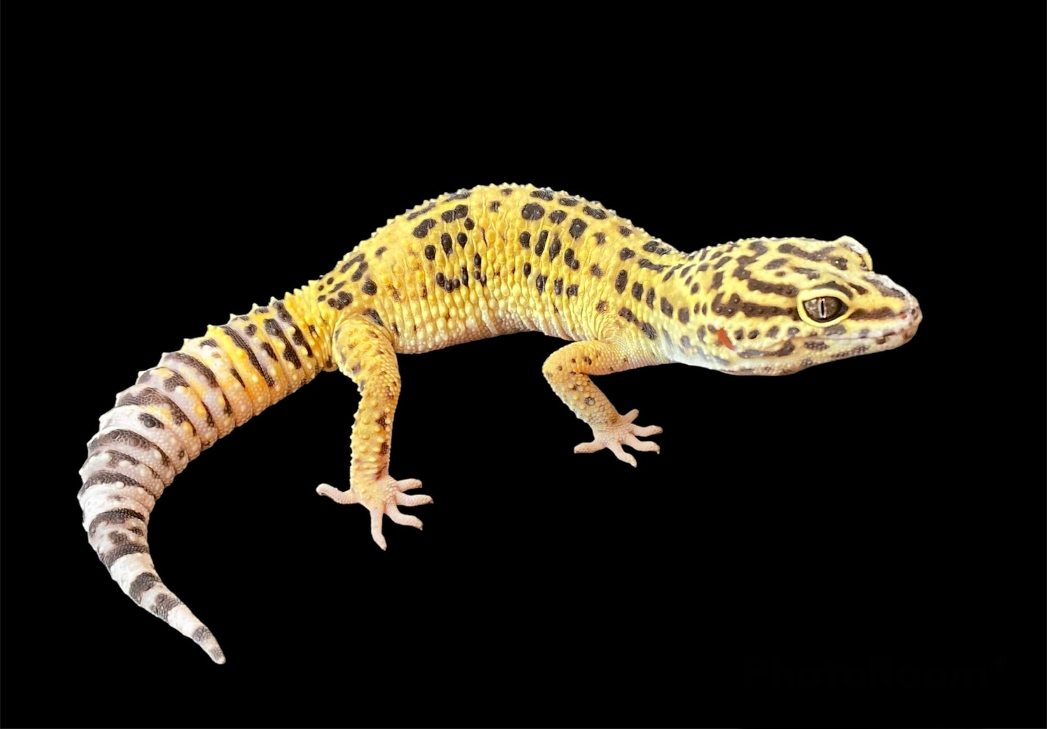 Normal Leopard Gecko by Destiny Reptiles - MorphMarket