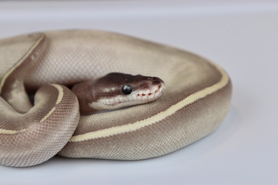 Male Purple Passion (Mojave Phantom) Ball Python by Destiny Reptiles