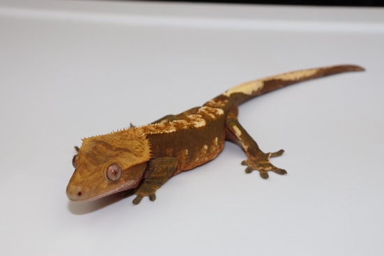 Tri-color Flame Adult Male Crested Gecko by Destiny Reptiles