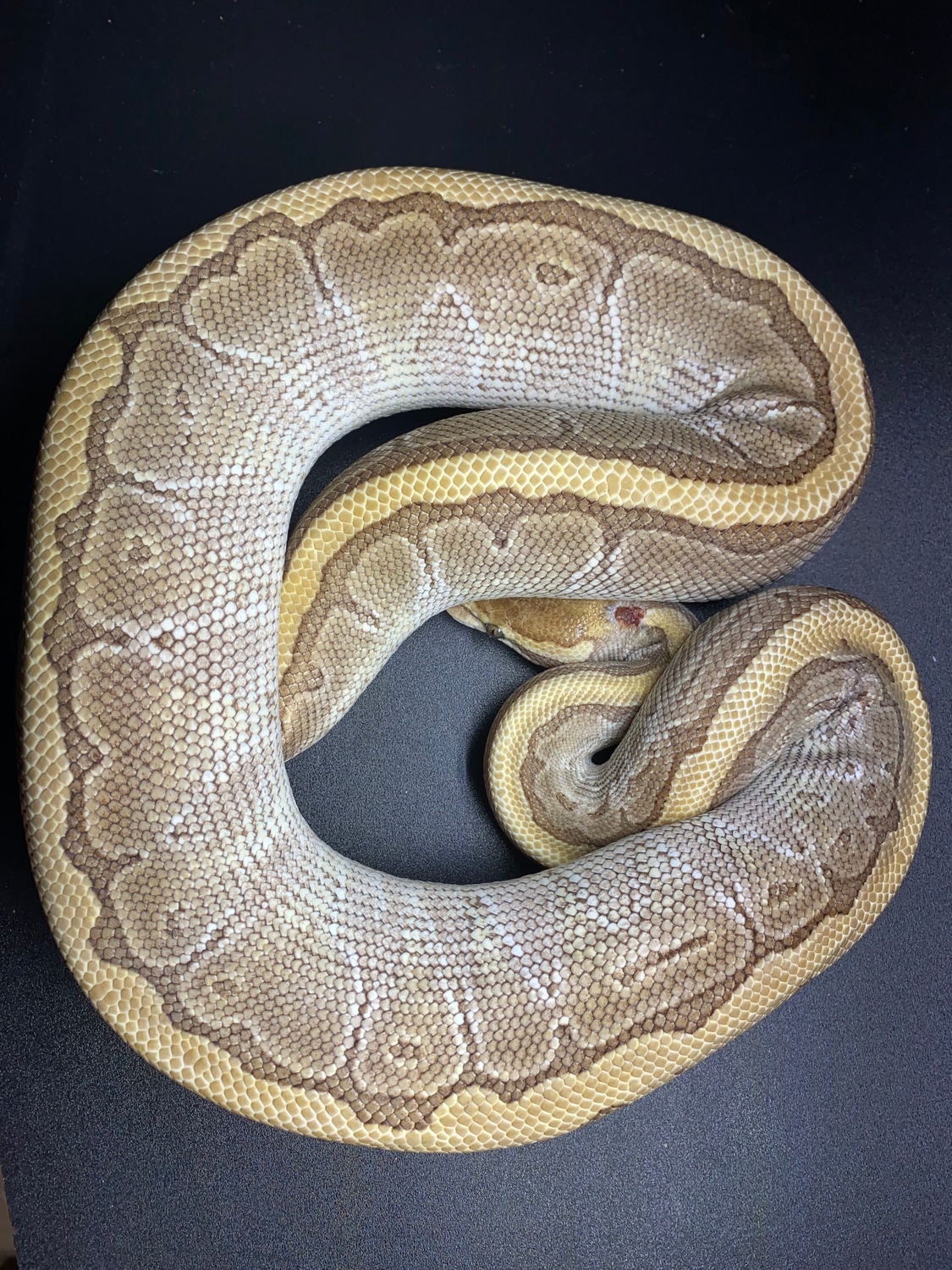 Proven Kingpin Ball Python by Destination Gecko Exotics LLC - MorphMarket