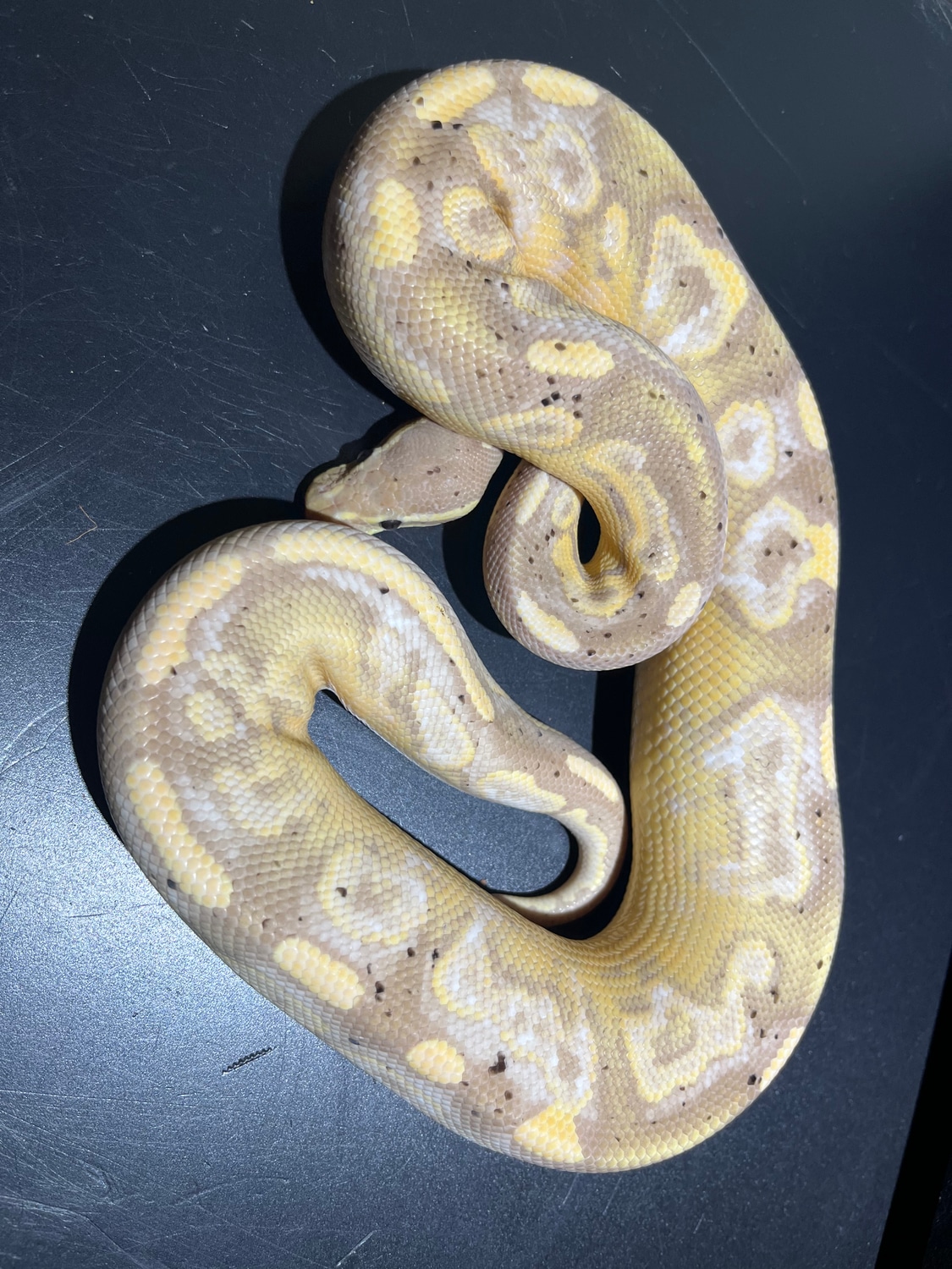Calico Banana Cinnamon Ball Python by Destination Gecko Exotics LLC ...