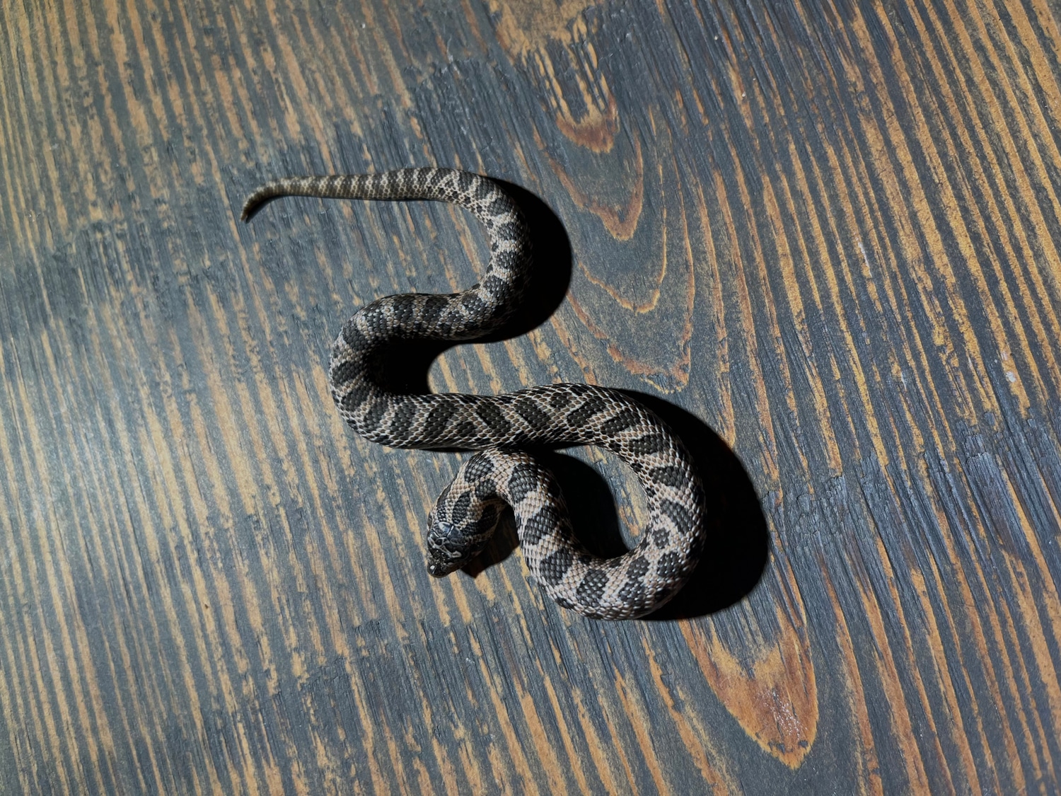 Arctic Sable Het Albino Western Hognose by Destination Gecko Exotics ...