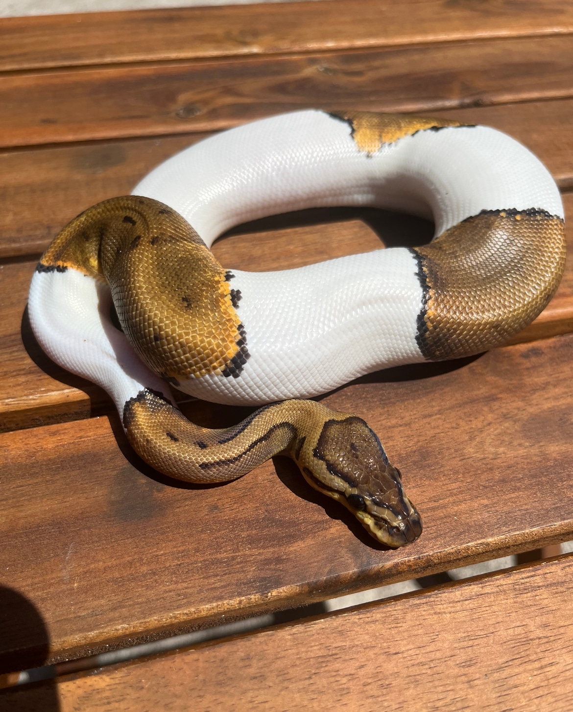 Pinstripe Piebald Ball Python by Destination Gecko Exotics LLC ...