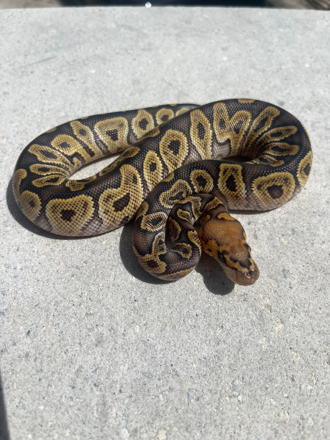 GHI Clown Ball Python by Destination Gecko Exotics LLC - MorphMarket