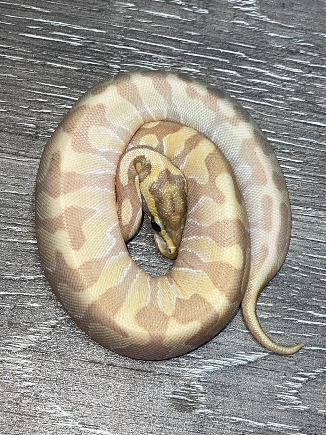 Enchi Butter Pastel Ghost Ball Python by Destiny Ball Pythons - MorphMarket