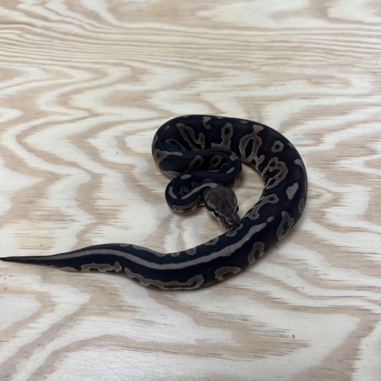 Cinnamon Chocolate Leopard Ball Python by Detroit Reptiles