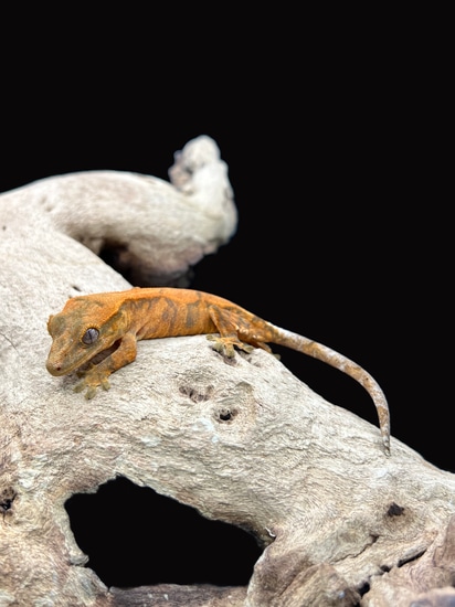 Crested X Chahoua Gecko Hybrid Crested Gecko by Detroit Reptiles
