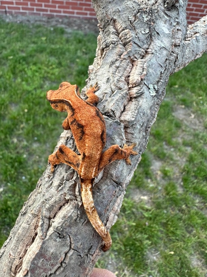 Hybrid Crested X Chewy Chahoua Gecko by Detroit Reptiles