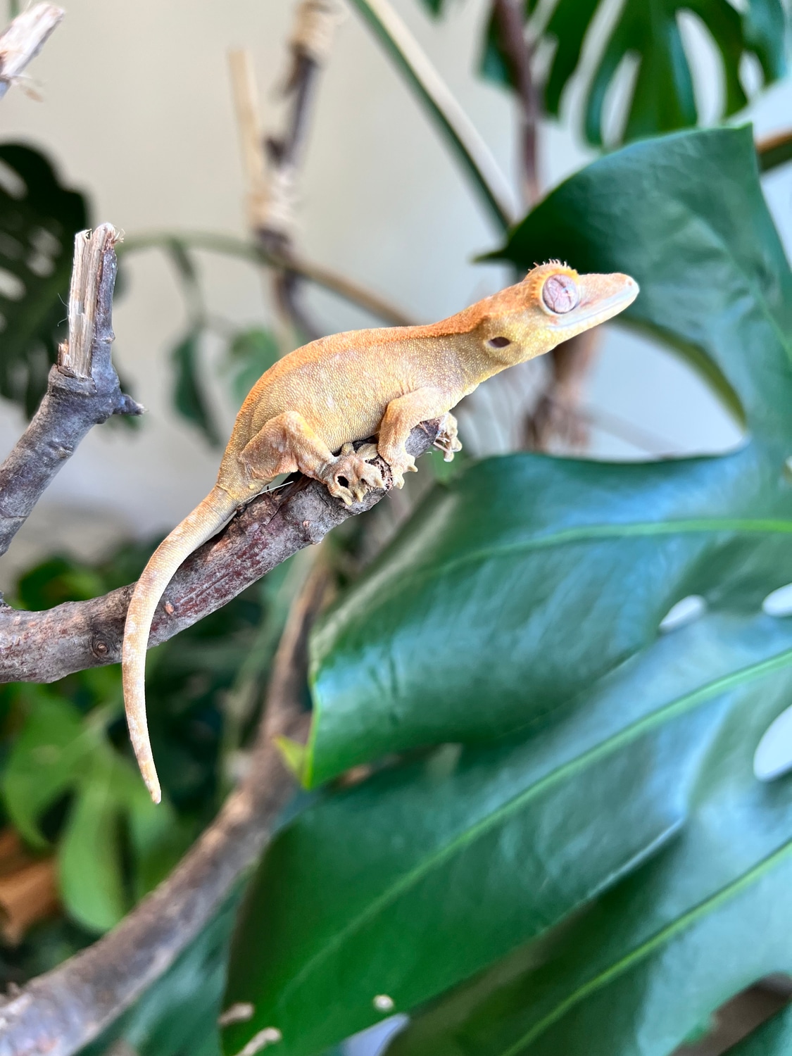 Chewy X Crested Hybrid (H2) Chahoua Gecko by Detroit Reptiles - MorphMarket