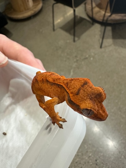 Chewy X Crested Hybrid High Orange Chahoua Gecko by Detroit Reptiles