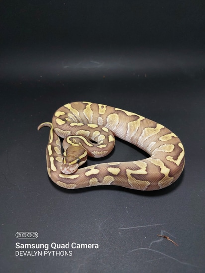 Mahogany, Mojave, Enchi, Fire Ball Python by Devalyn Pythons