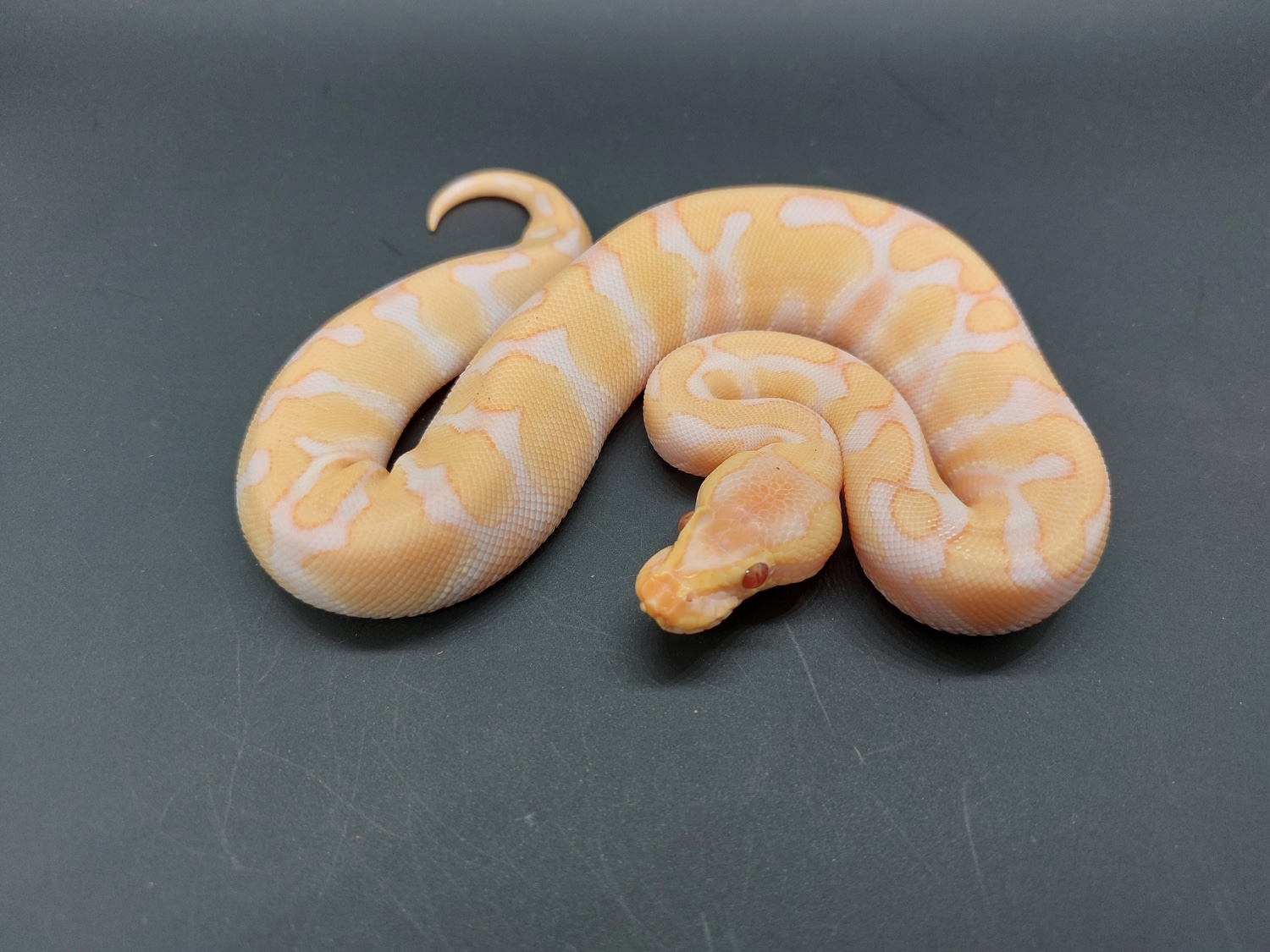 Enchi Lavender Ball Python by Devalyn Pythons - MorphMarket