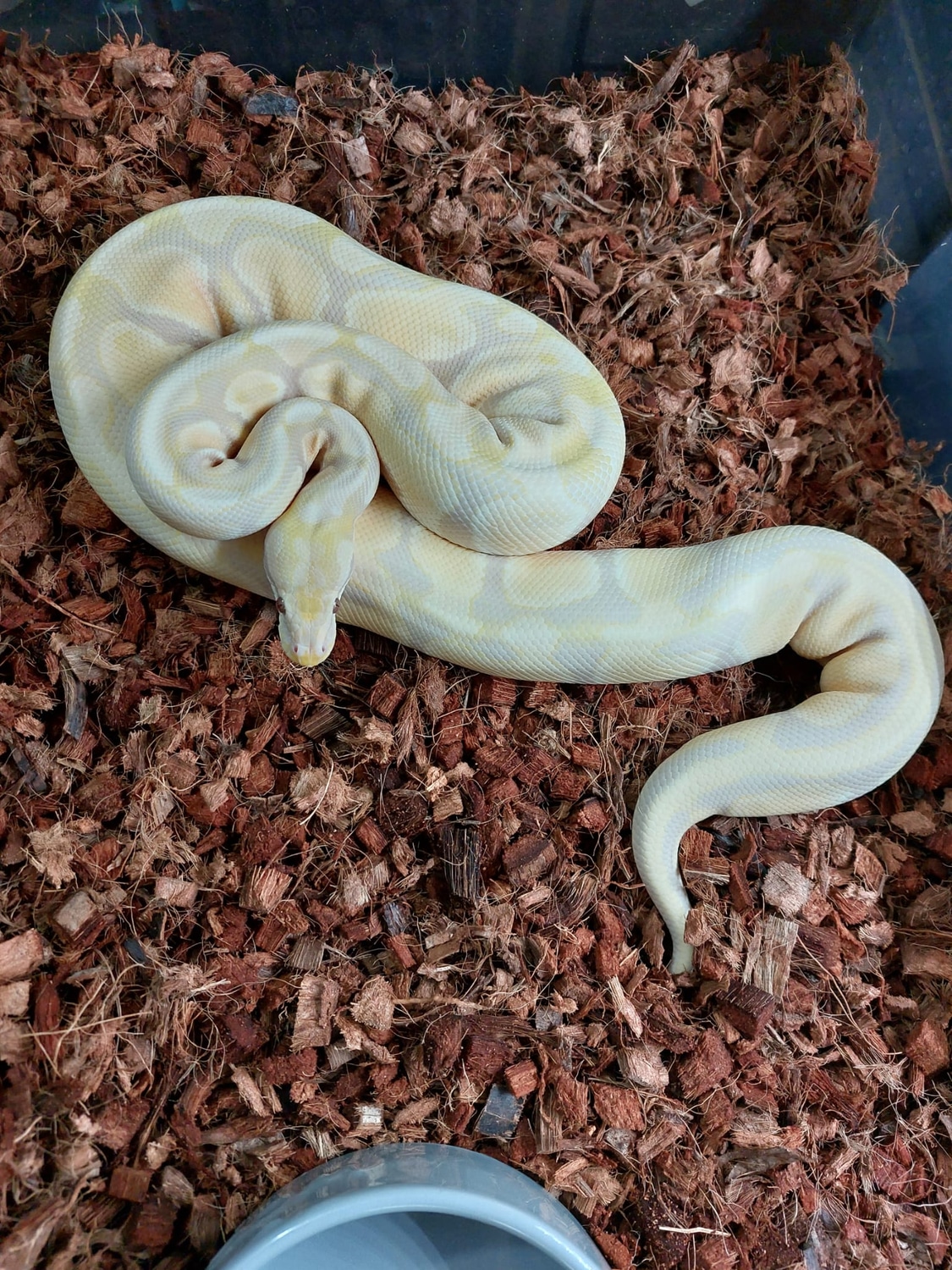 Pastel Special Lavender Albino Ball Python by Devalyn Pythons - MorphMarket