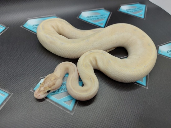 Highway + Ball Python by Devalyn Pythons
