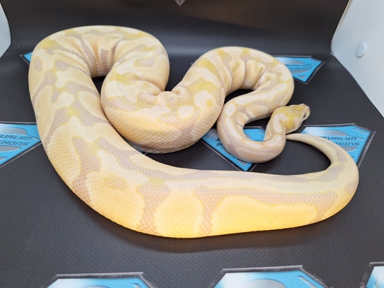Pastel Lavender Albino Poss Special Ball Python by Devalyn Pythons