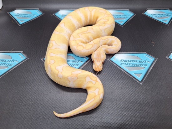 Enchi Lavender Ball Python by Devalyn Pythons