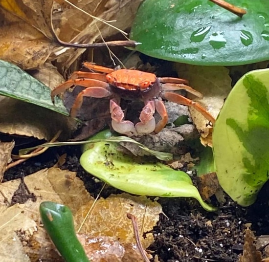 Orange Disco Vampire Crabs (Geosesarma Tiomanicum) More Invertebrate by ...