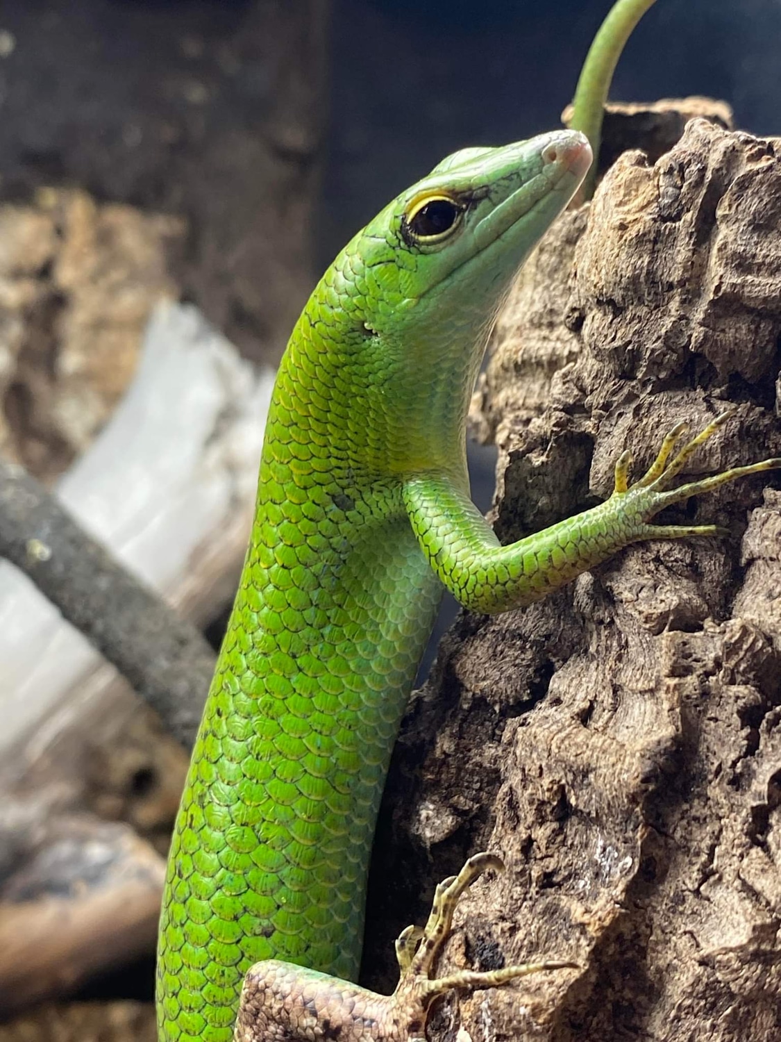 Emerald Tree Skink (Lamprolepis Smaragdina) Other Skink by Eldritch ...