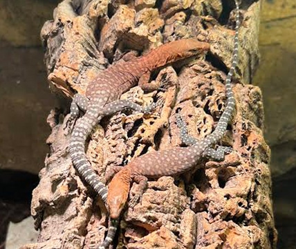 DevilsDenReptiles - MorphMarket