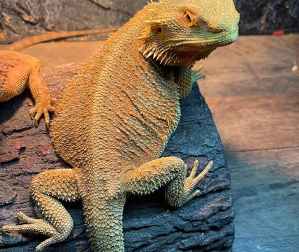 DevilsDenReptiles - MorphMarket