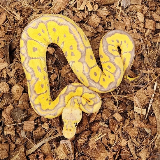 Pastel Ultramel Clown Ball Python by Devils Den Reptiles