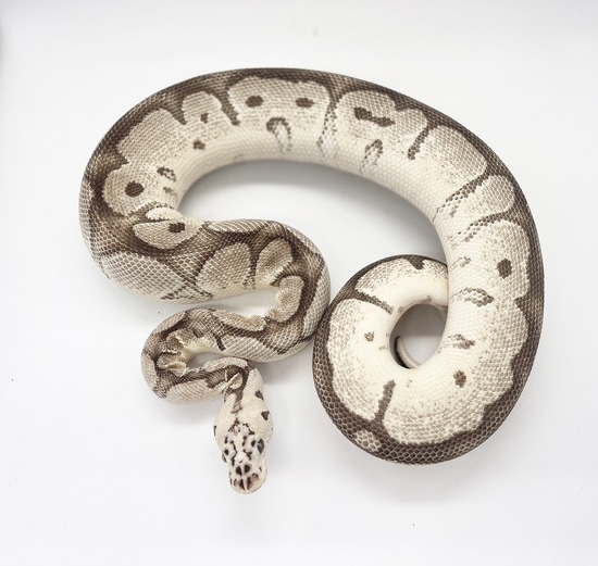 Pastel Disco Clown Ball Python by DevilsDenReptiles