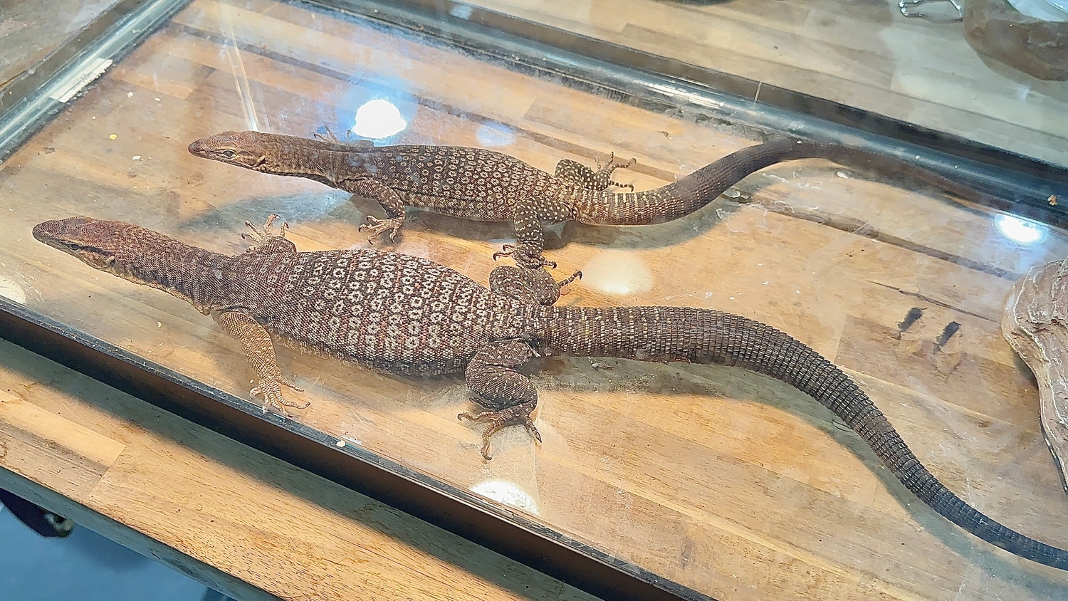 Black Headed Monitors Other Monitor by DevilsDenReptiles - MorphMarket