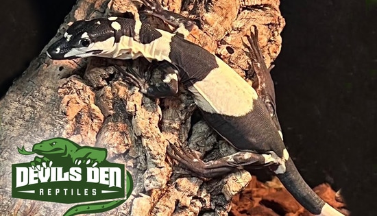 Bells Other Monitor by DevilsDenReptiles