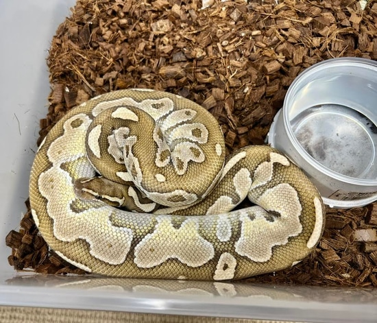 Adult Proven Butter 100% Het Sunset Ball Python by DevilsDenReptiles