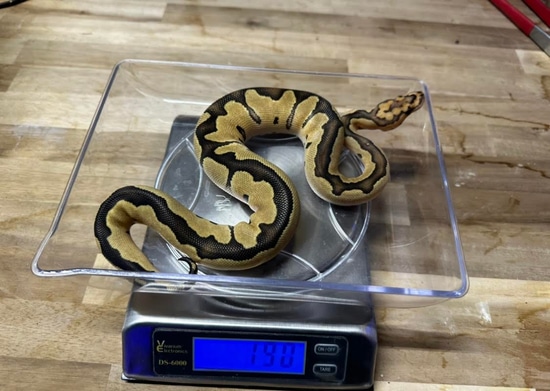 2023 Vanilla Clown Female Ball Python by DevilsDenReptiles