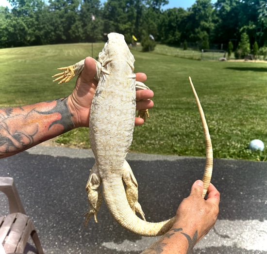 Blue Albino Tegue Argentine Tegus by Devils Den Reptiles