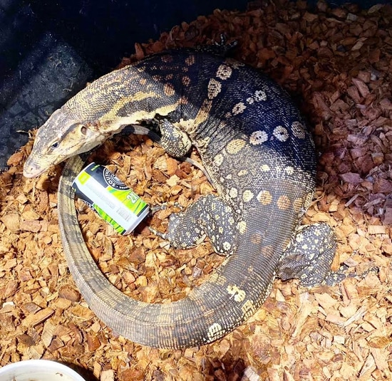 Asian Water Monitor by Devils Den Reptiles