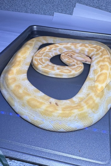 Champagne Albino Burmese Python by DevilsDenReptiles