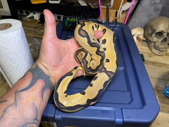 Leopard Clown, Fire Ball Python by Devils Den Reptiles